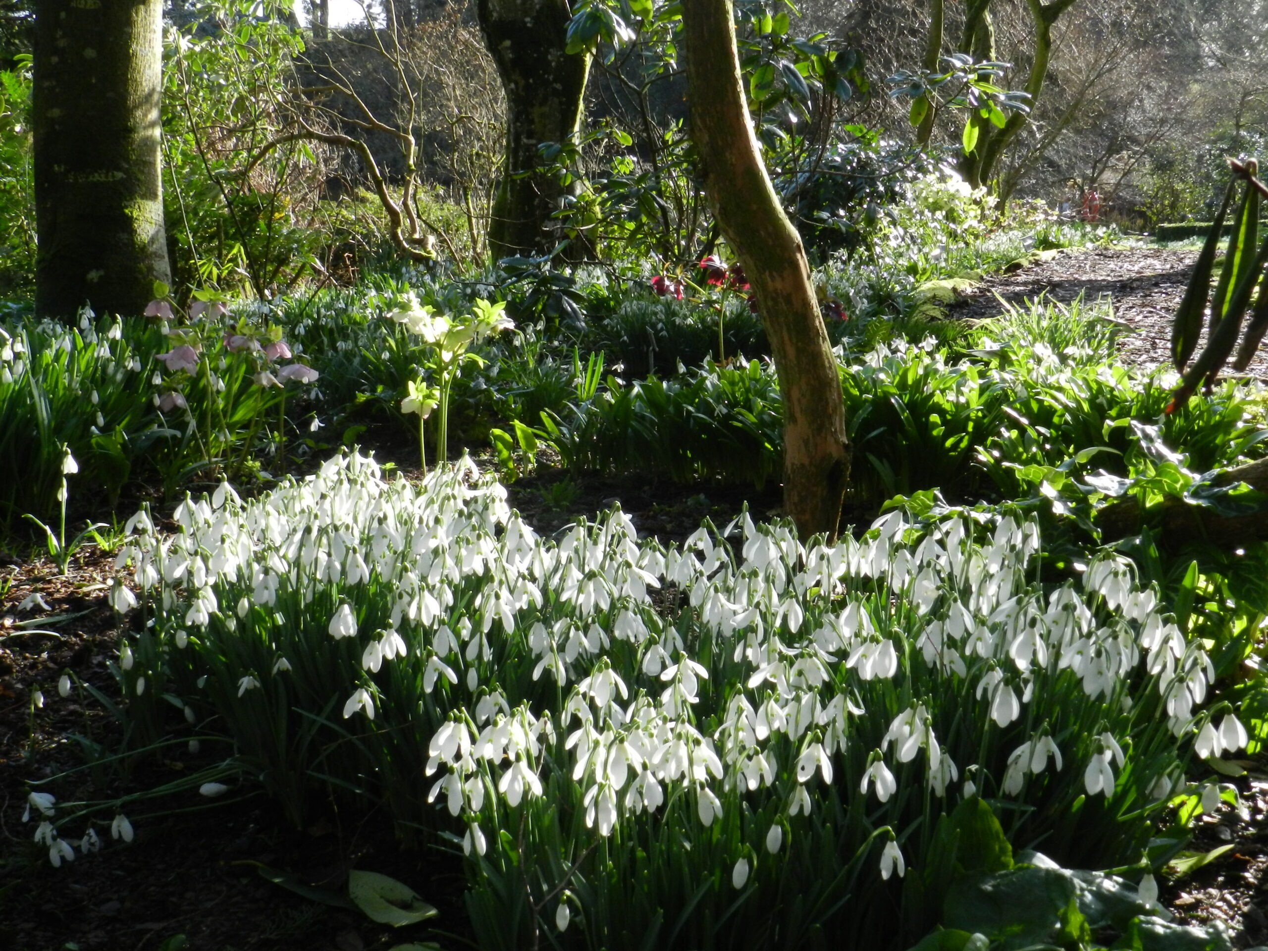 Snowdrop Season at Altamont Gardens: A Spring Celebration of Nature’s ...